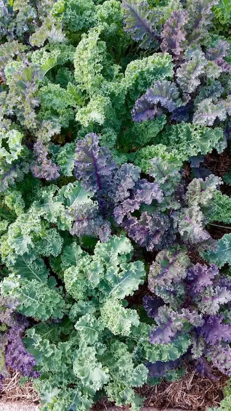 Kale Wonderland Mix | Vibrant, Nutritious Greens for Your Garden
