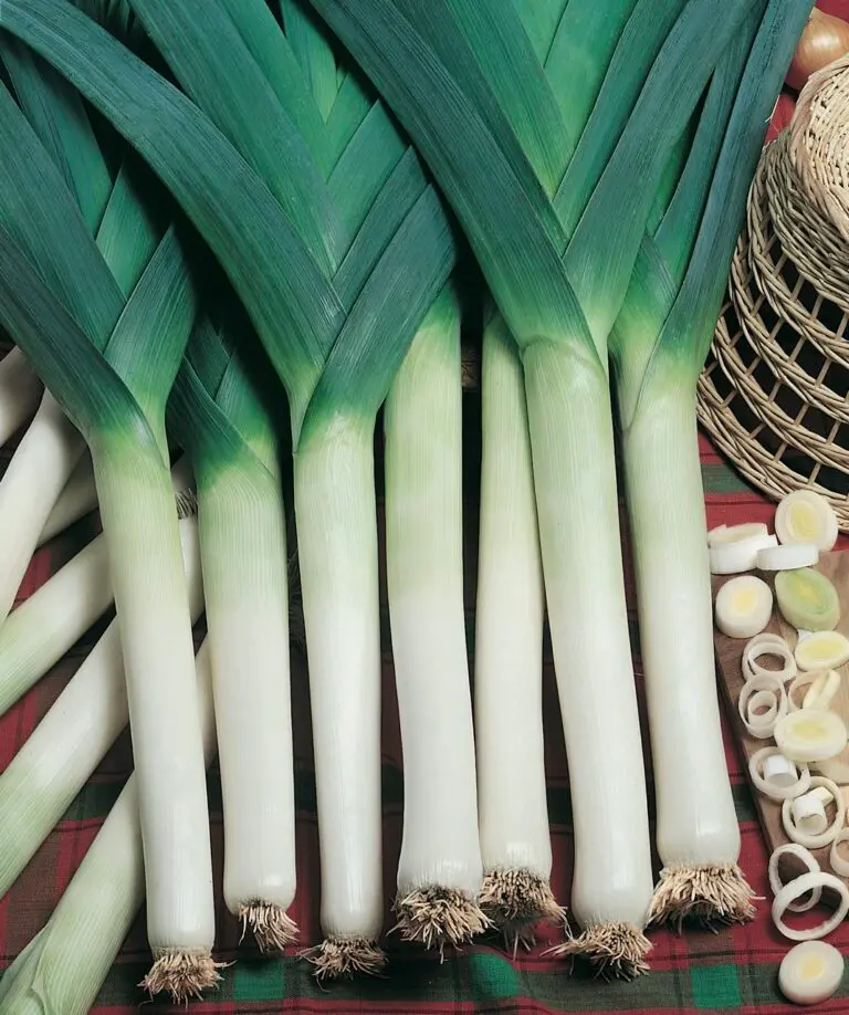 Leek – Robust flavour, fresh from your garden – Potted Colour