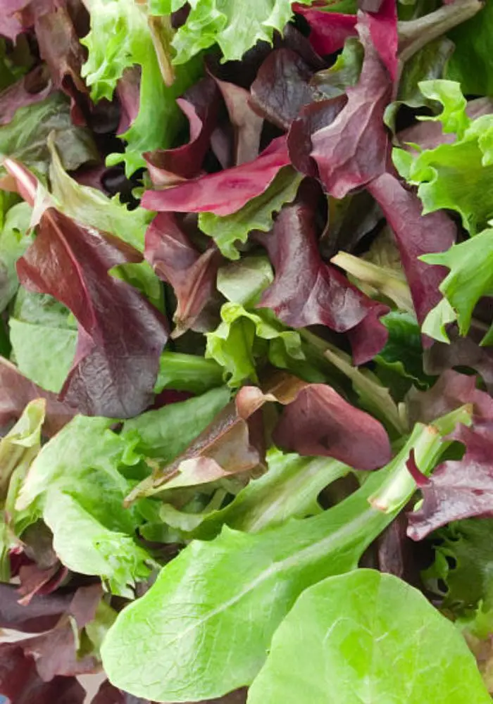 Lettuce Tuscan Blend – Bold Taste, Easy Growth – Potted Colour