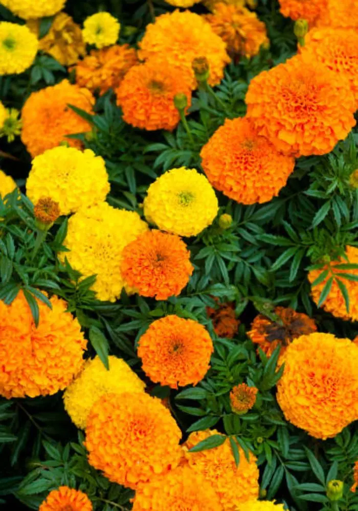 Marigold African Mix – Tall & Vibrant Blooms – Potted Colour
