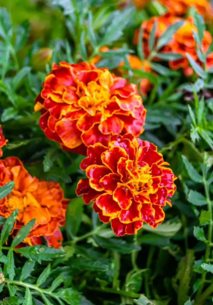 Marigold Red – Bold Blooms with Golden Edges – Potted Colour