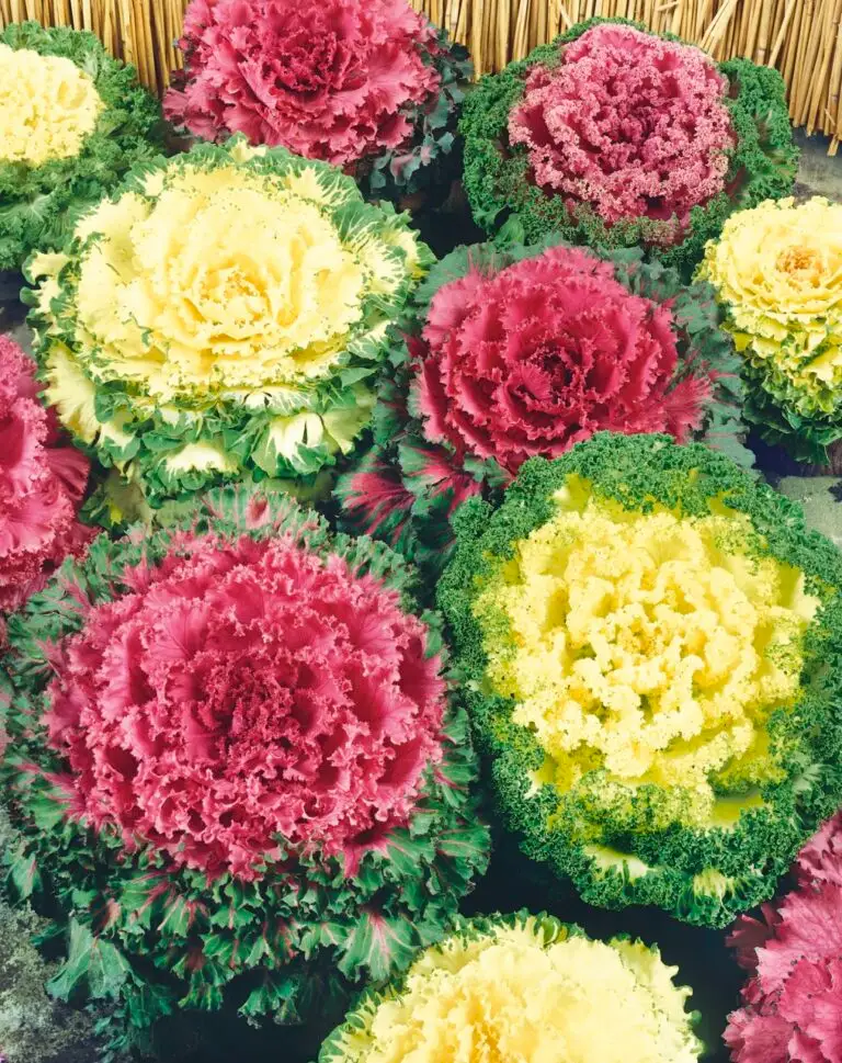 Ornamental Kale – Vibrant Foliage for Your Garden – Potted Colour