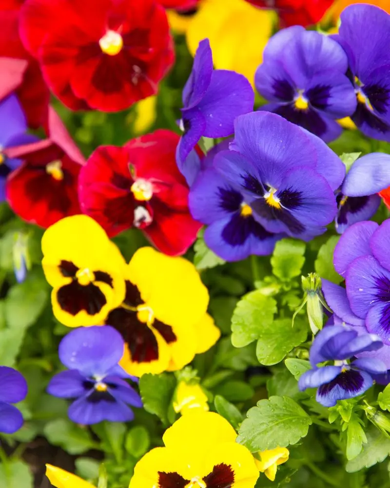 Pansy Blotch Mix – Bold Colour Contrast Blooms – Potted Colour