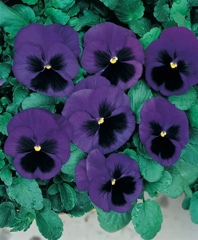 Pansy Blue Blotch – Bold Colour for Cool Seasons – Potted Colour