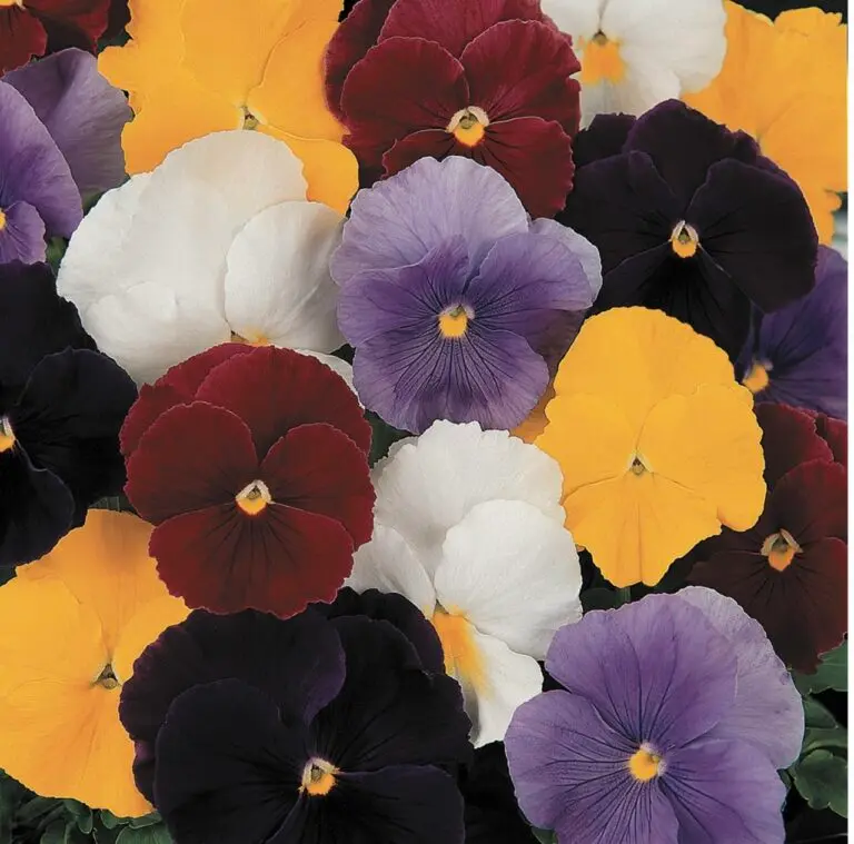 Pansy Clear Mix – Bright Blooms Without Faces – Potted Colour