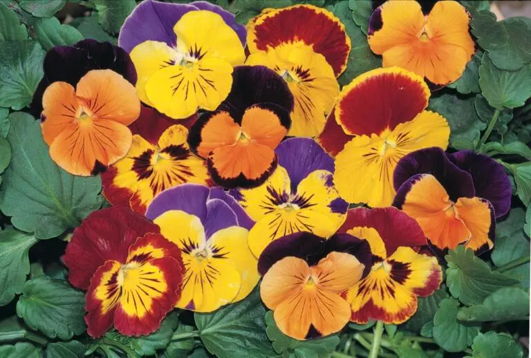 Pansy Joker Mix - Pretty Yellow Shades for gardens - Potted Colour