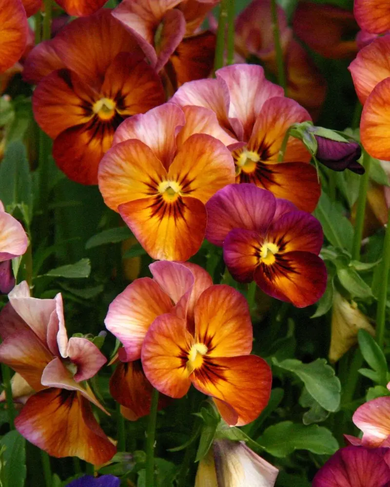 Pansy Mulberry - Warm Copper Tones to Love - Potted Colour