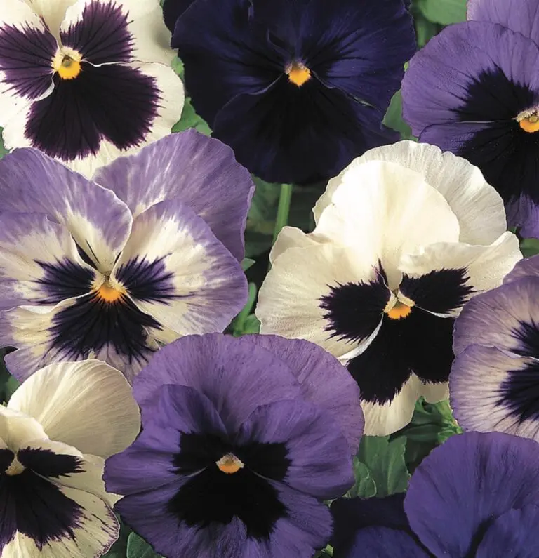 Pansy Ocean Breeze - Brighten Your Garden - Potted Colour