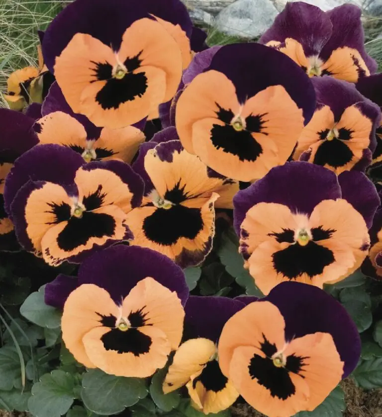 Pansy Orange Queen - Bold and Vibrant Blooms - Potted Colour