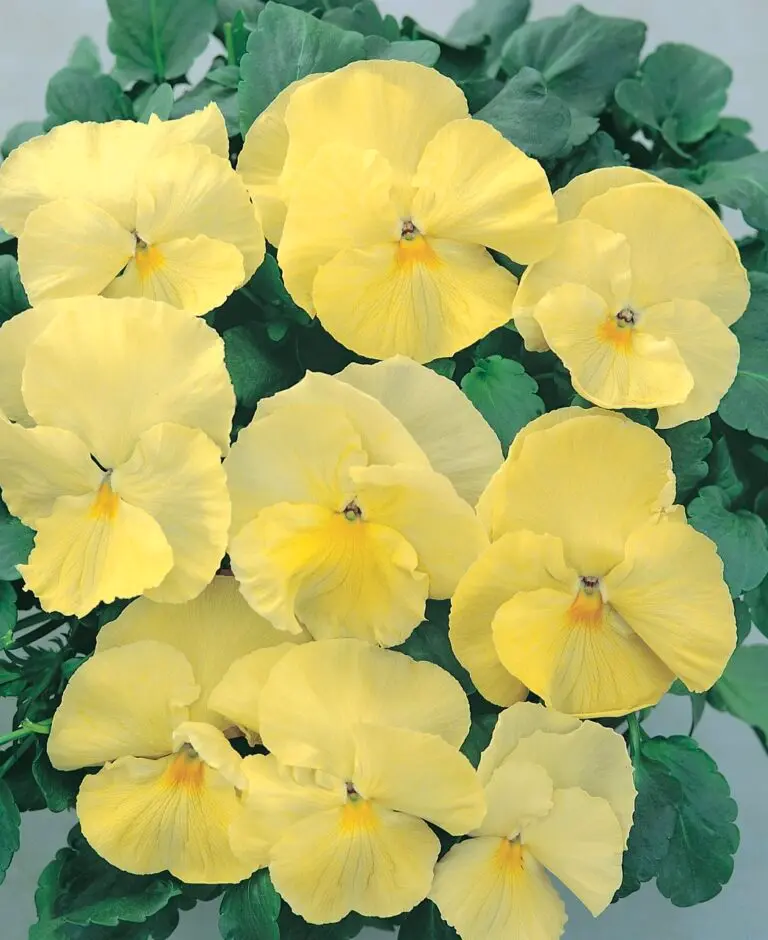 Pansy Primrose – Soft Elegance for Cool Seasons – Potted Colour