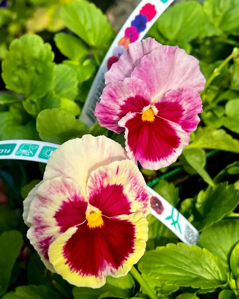 Pansy Raspberry Sundae - Lush colour for Winter - Potted Colour