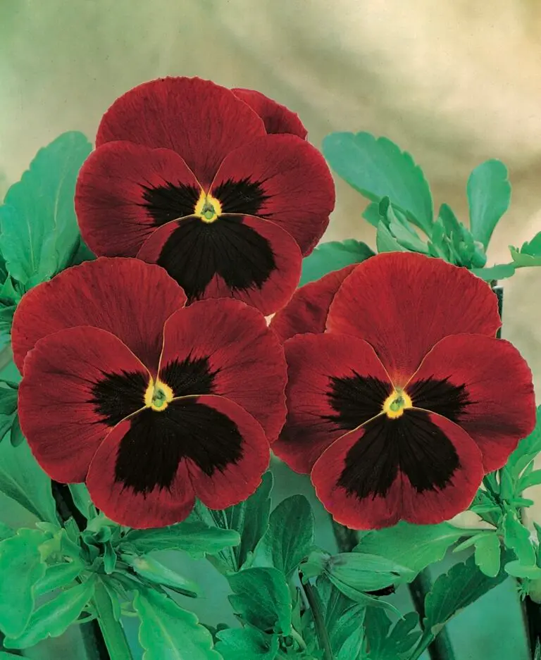 Pansy Red Blotch – Bold Scarlet Drama for Beds – Potted Colour