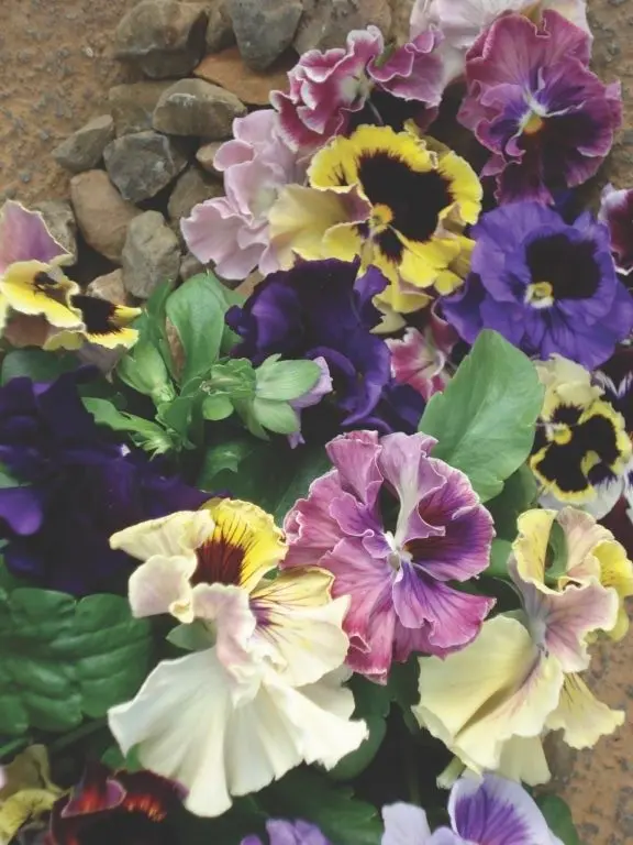 Pansy Ruffled Dancer - Whimsical Texture in Bloom - Potted Colour