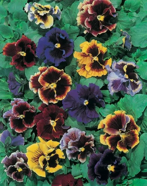 Pansy Ruffles – Frilly Blooms for Cool Seasons – Potted Colour