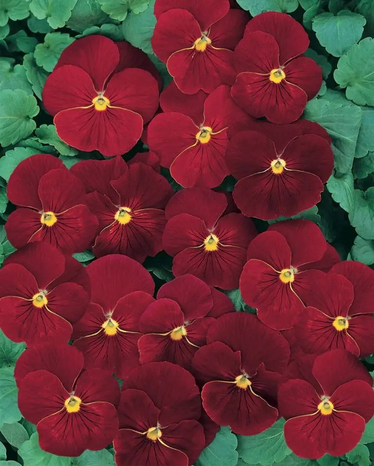 Pansy Scarlet – Bold Colour for Cold Days – Potted Colour