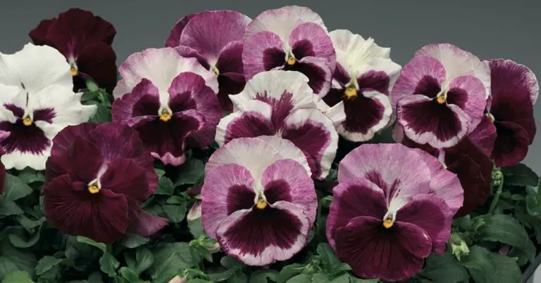 Pansy Strawberries And Cream - Pretty Sweet Tons - Potted Colour