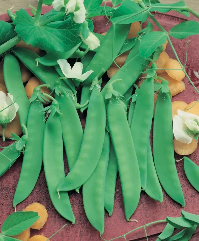 Peas Snow Pea - Sweet Pods for Easy Harvest - Potted Colour