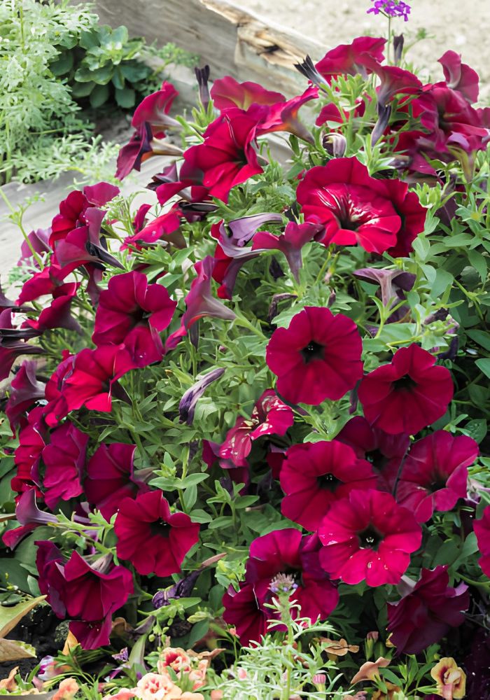 Petunia Burgundy Frost – Striking two-tone blooms – Potted Colour