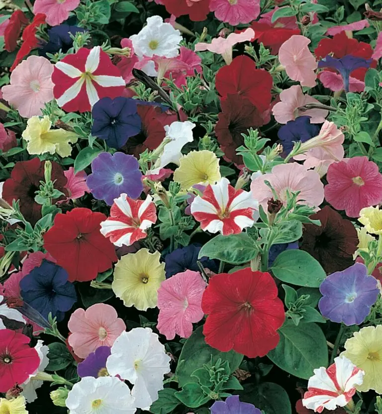 Petunia Colour Parade - Joyful tones for sunny spot - Potted Colour