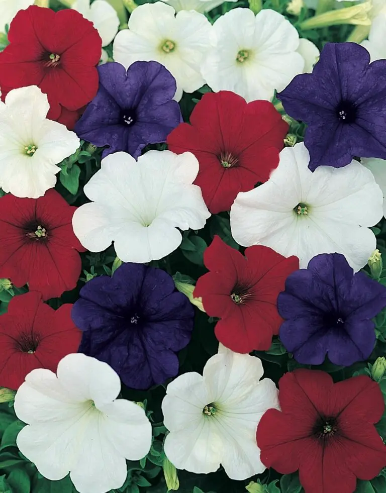 Petunia Flag Mix – Bold Tricolour Charm – Potted Colour