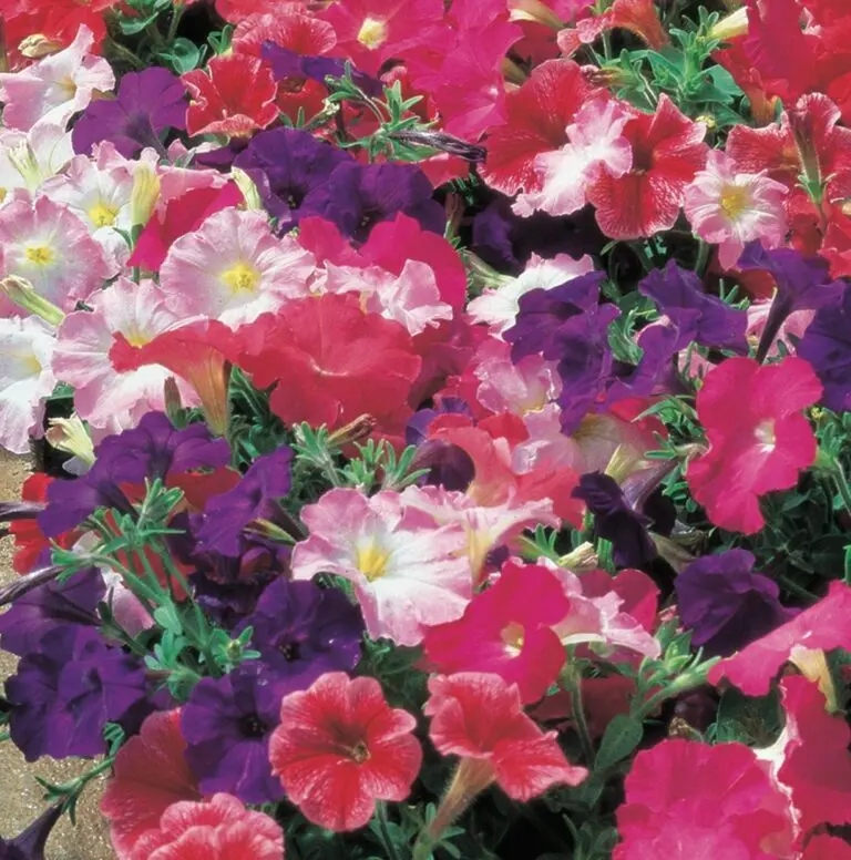 Petunia Lullaby Mix – Soft hues, bold charm – Potted Colour