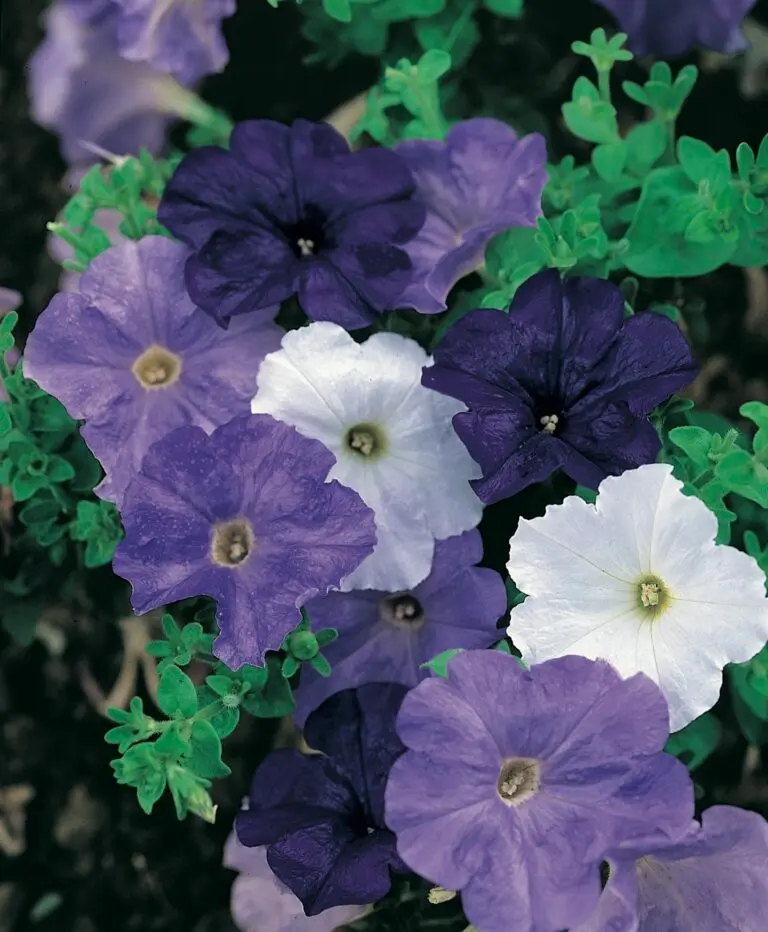 Petunia Nautical Mix – Cool tones, Crisp contrast – Potted Colour