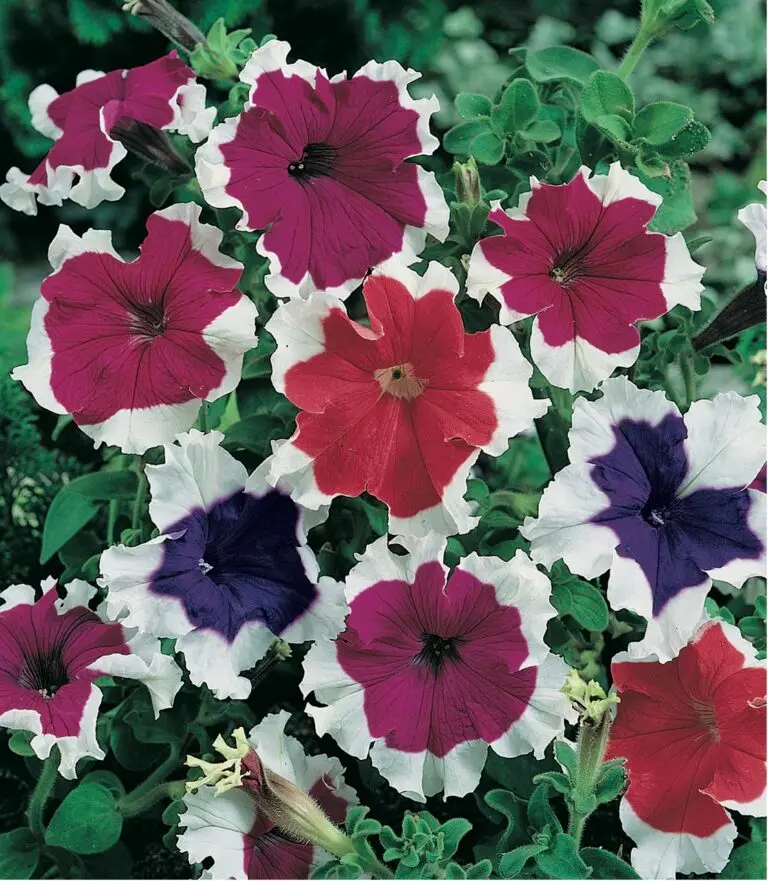 Petunia Petticoat Mix – Frilly charm in bold hues – Potted Colour