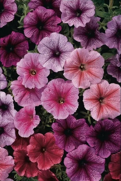 Petunia Reflections Mix – Cool tones, soft impact – Potted Colour