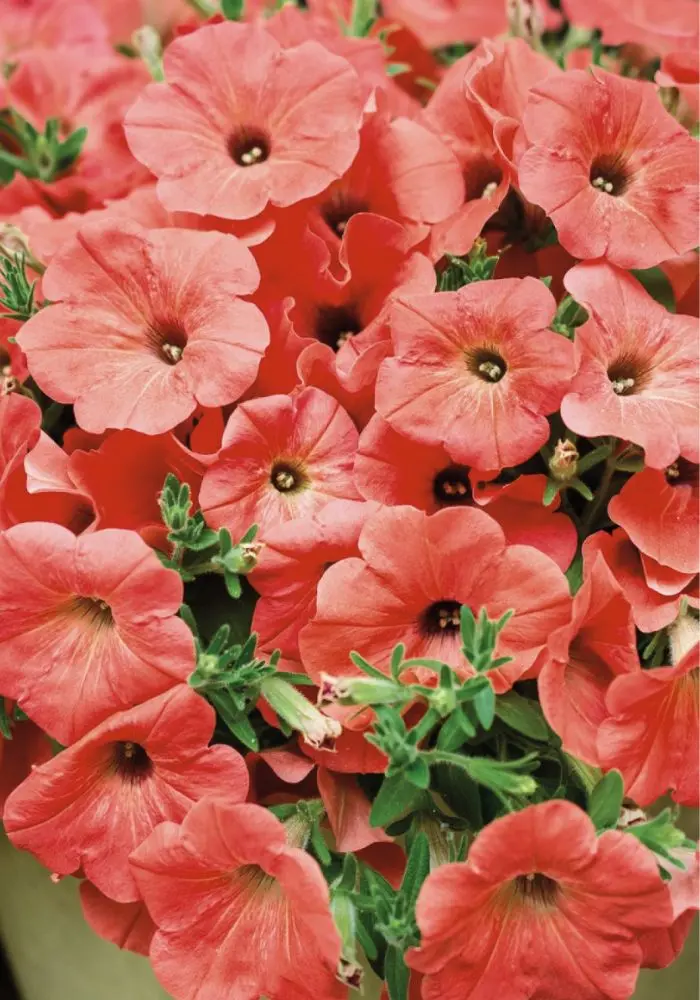 Petunia Salmon – Peachy charm in compact form – Potted Colour