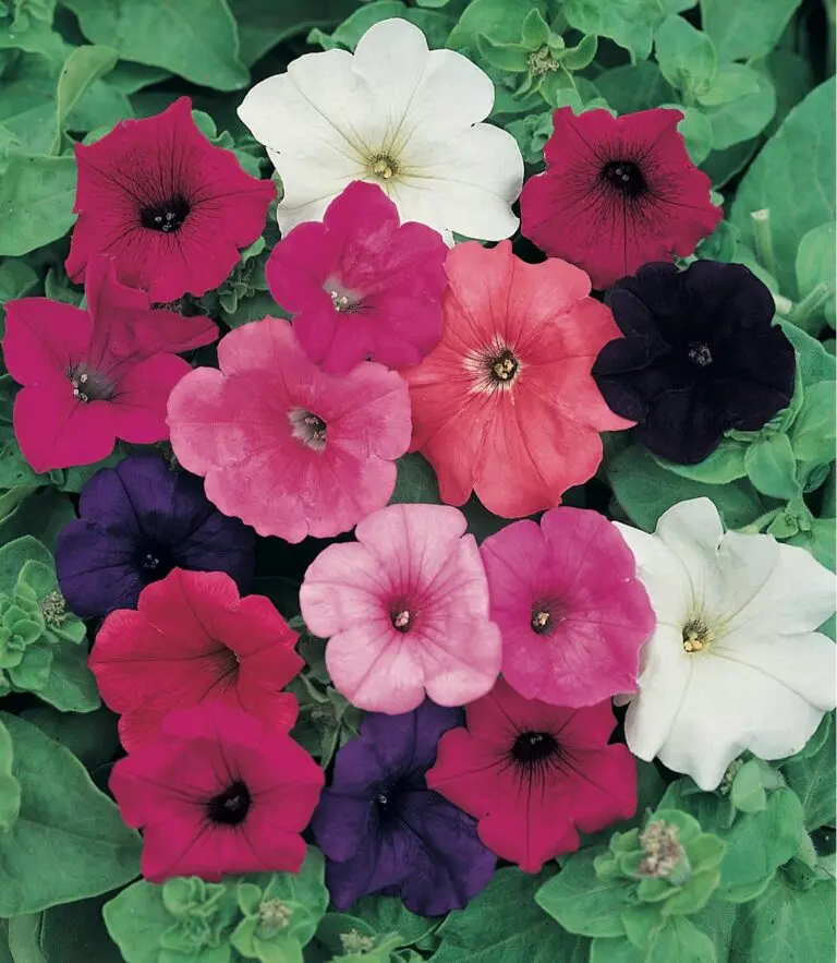 Petunia Spreading Mix – Colourful trails of joy – Potted Colour