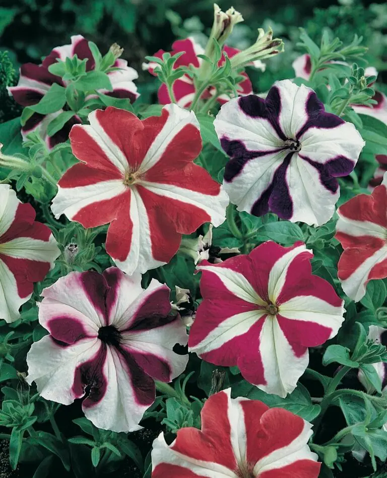 Petunia Star Mix – Brilliant blooms with flair – Potted Colour