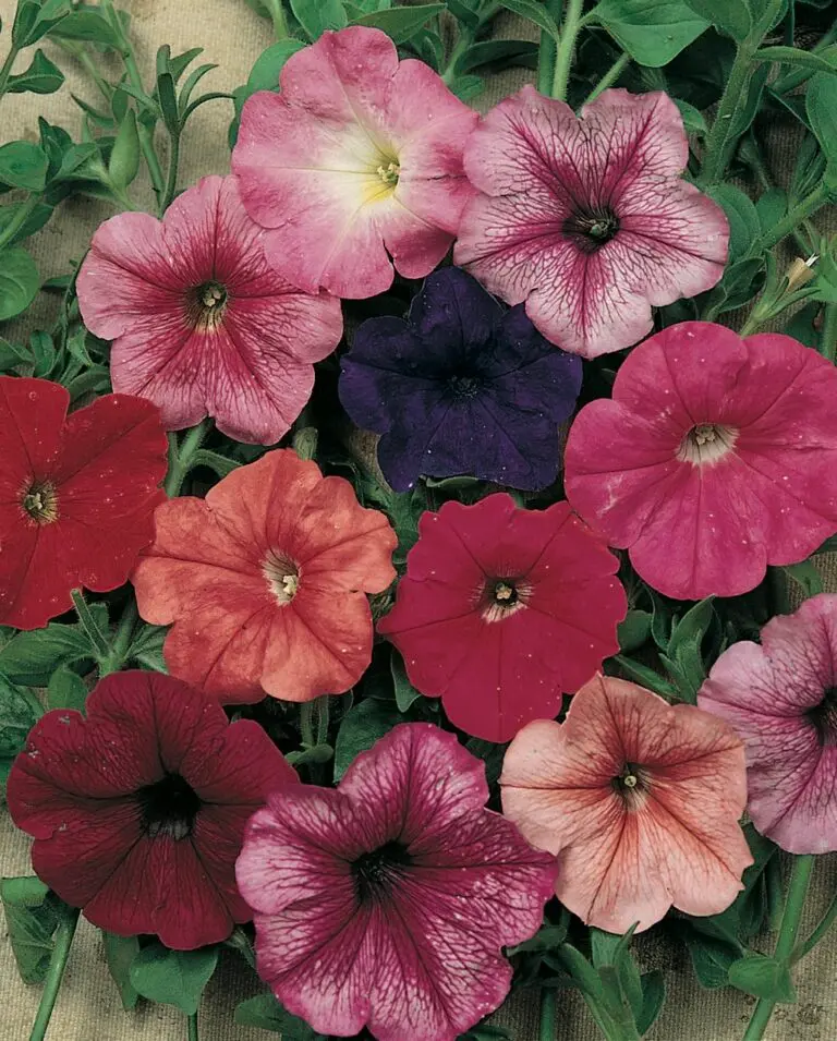 Petunia Super Dazzler - Vivid color, compact charm - Potted Colour