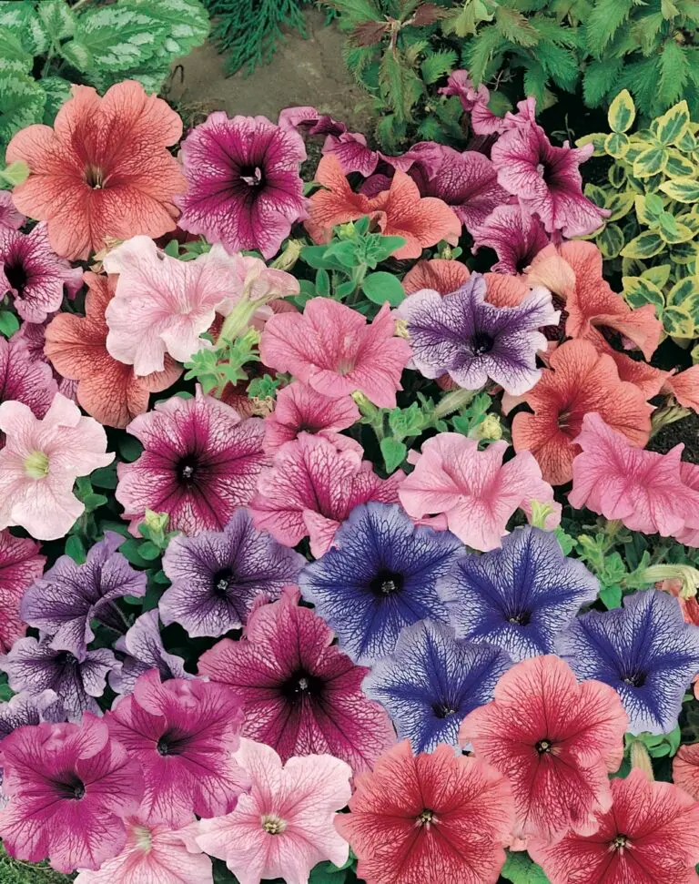 Petunia Vein Mix – Soft tones, striking texture – Potted Colour