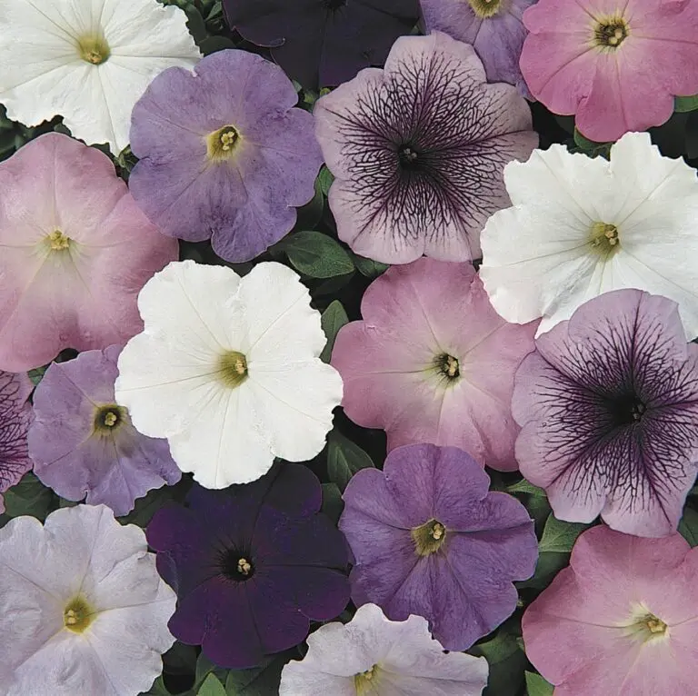 Petunia Waterfall Mix – Cool tones for lush displays – Potted Colour