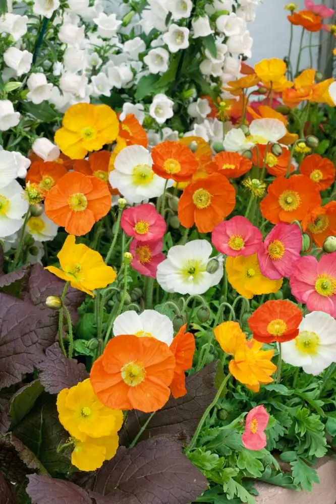 Poppy Mix – A Burst of Bold Seasonal Colour – Potted Colour