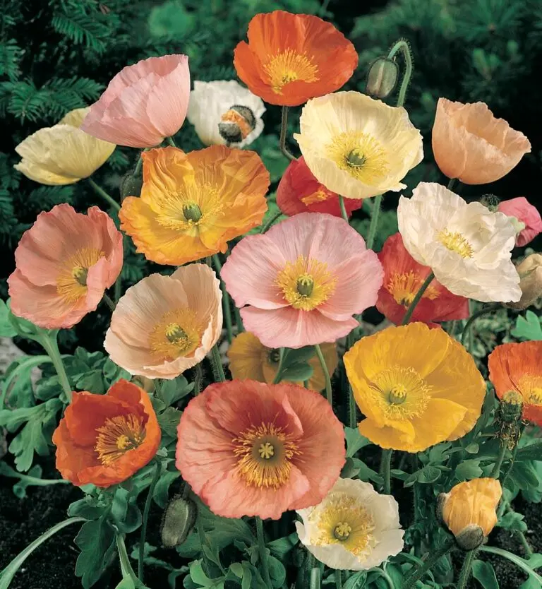 Poppy Wonderland Mix – Potted Colour