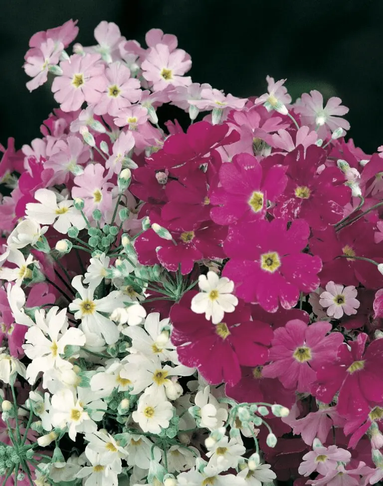 Primula Lollipops – Bright & Cheerful Blooms – Potted Colour