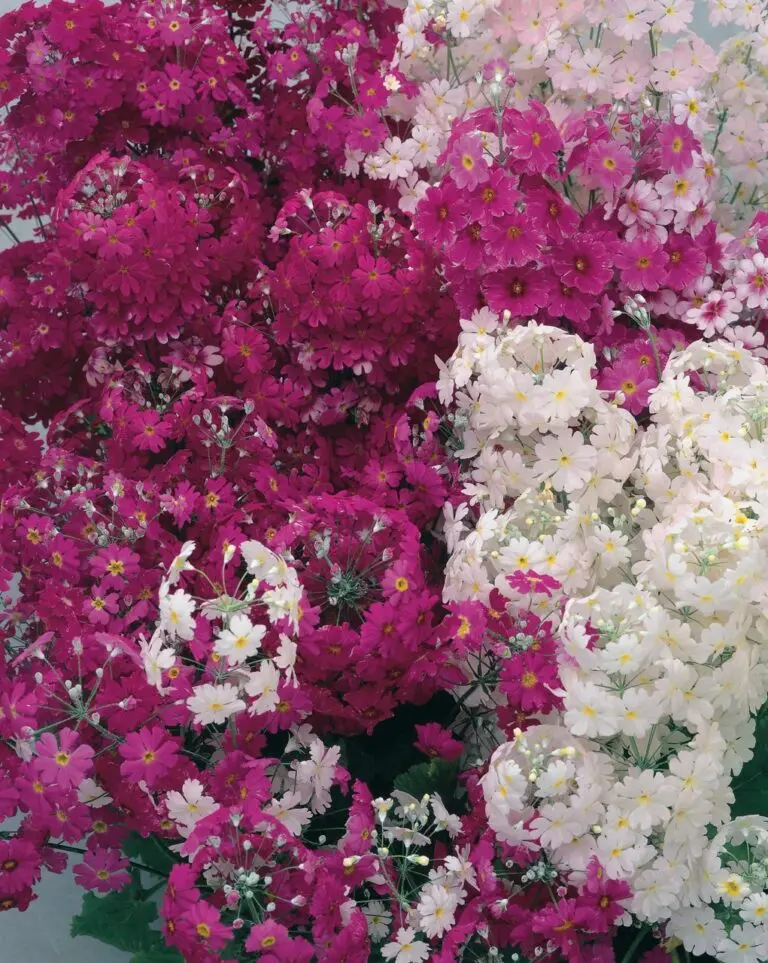 Primula Mix – A Burst of Colour for Every Season – Potted Colour