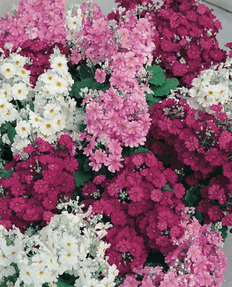 Primula Promenade – Elegant Colour Strolls – Potted Colour