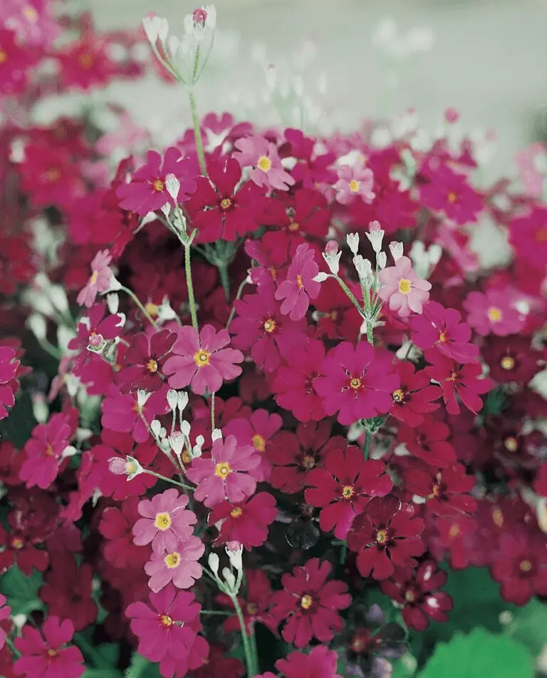 Primula Ruby Queen – Bold Winter Colour – Potted Colour