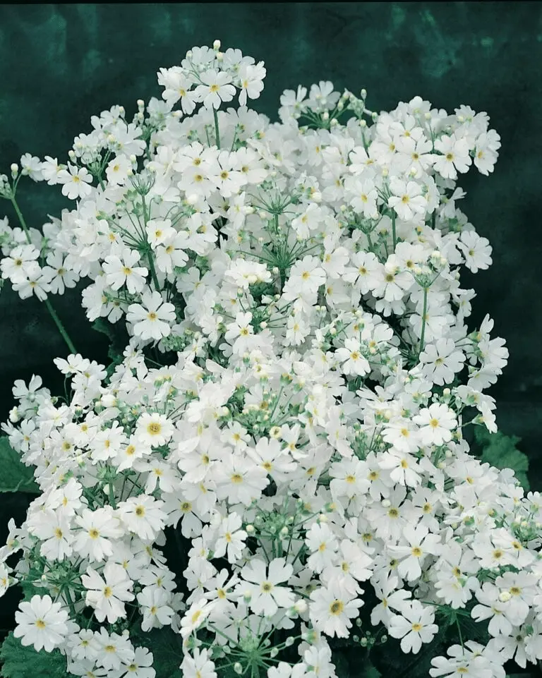 Primula White – Pure Blooms for Serene Gardens – Potted Colour