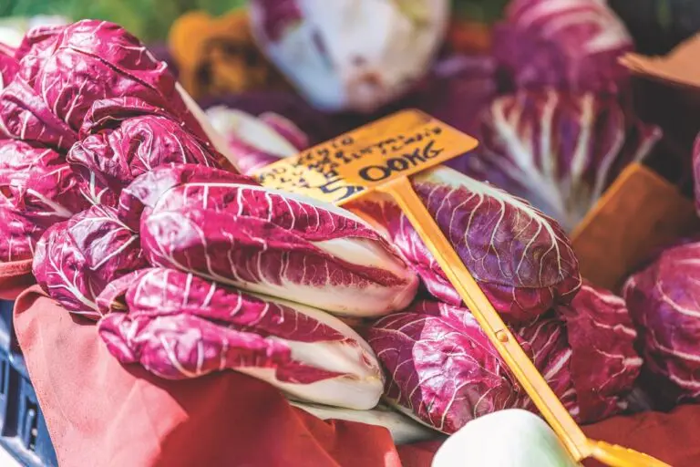 Radicchio - Vibrant, Flavorful Leafy Vegetable - Potted Colour