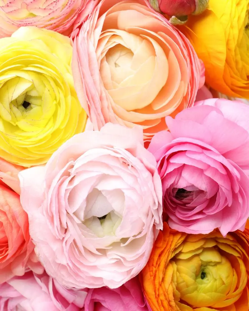 Ranunculus Mache Mix - Bright blooms for gardens - Potted Colour
