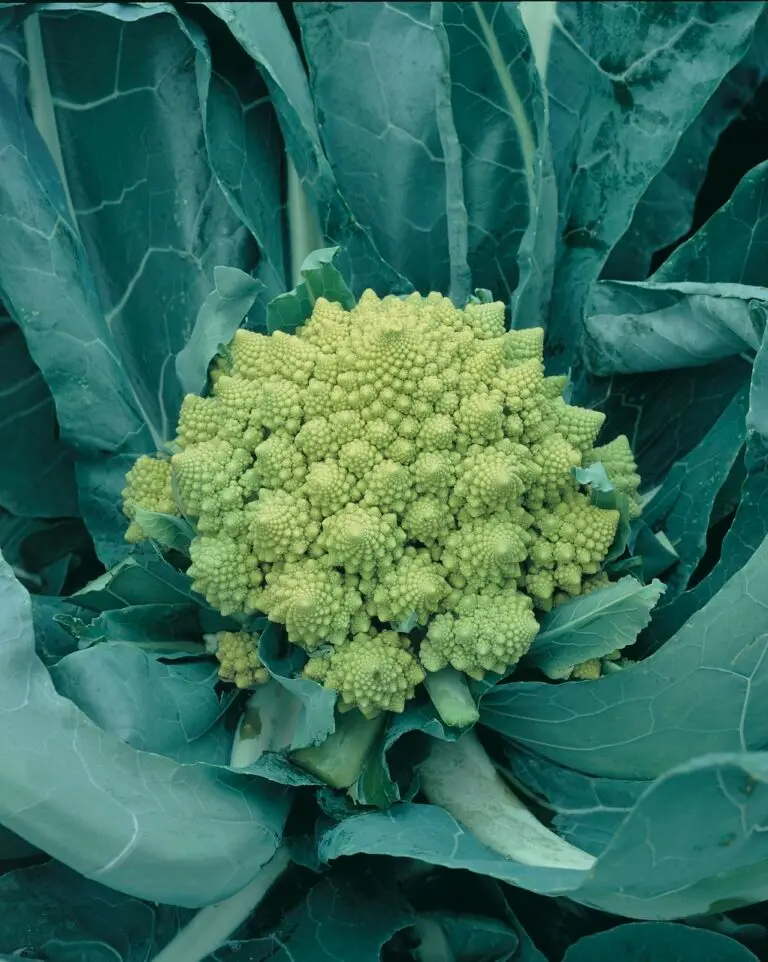 Romanesco – Vibrant Green Vegetable for Gardens | Potted Colour