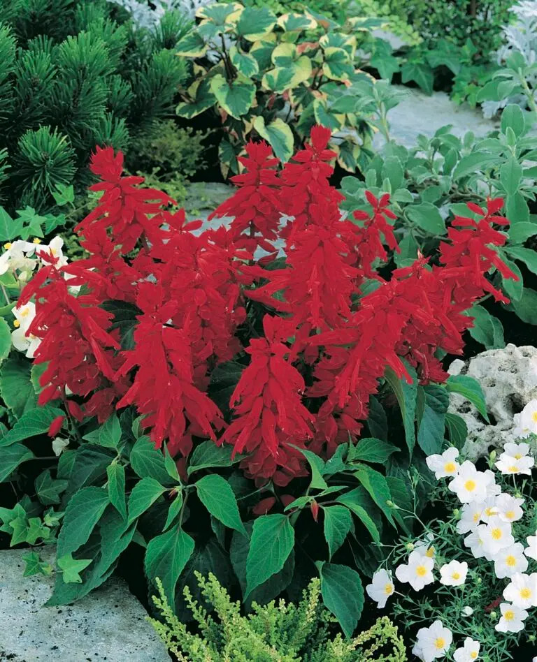 Salvia Blaze Of Fire - Fiery Colour in Compact form - Potted Colour