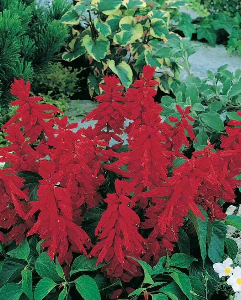 Salvia Dwarf Red - Bold Colour in Compact Form - Potted Colour