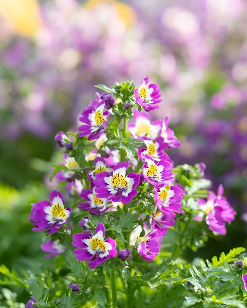 Schizanthus Atlantis - Exotic blooms for any garden - Potted Colour