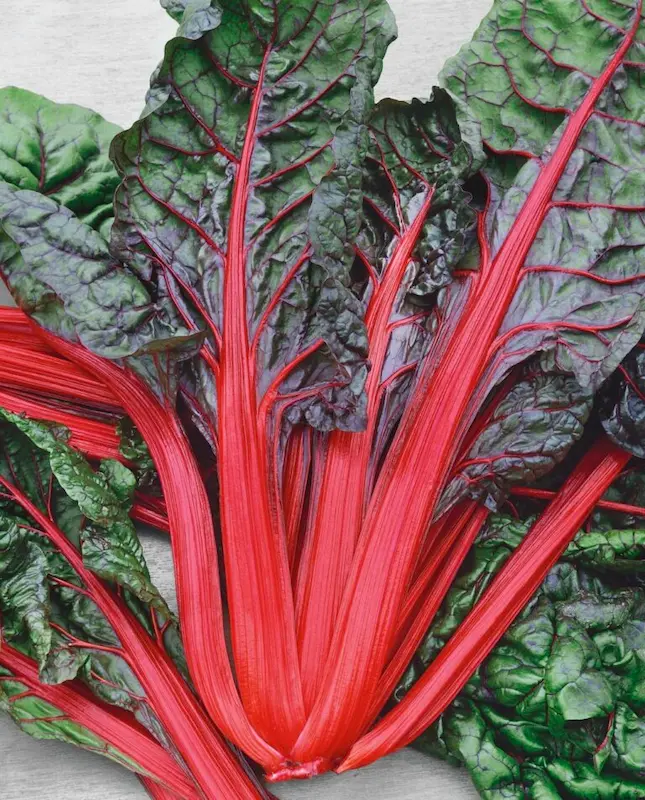 Silverbeet Red Cardinal - Vibrant, nutritious addition - Potted Colour