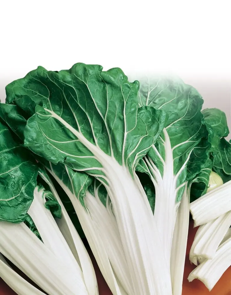 Silverbeet – Vibrant Greens for Your Garden – Potted Colour