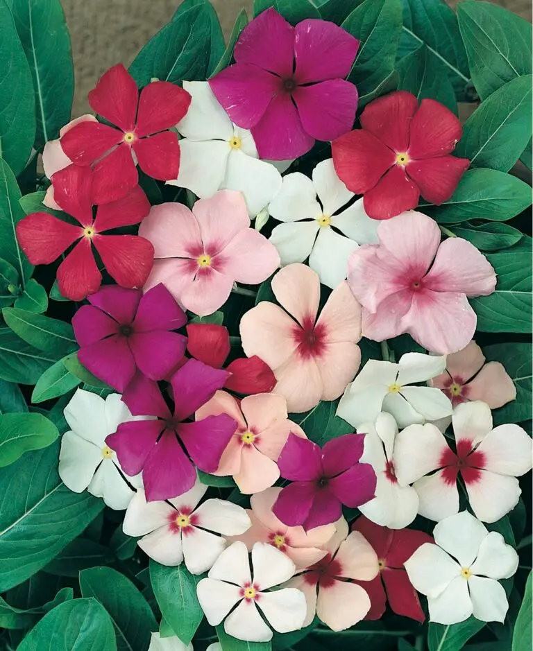 Spreading Vinca Mix - Colors for Alfresco Garden - Potted Colour